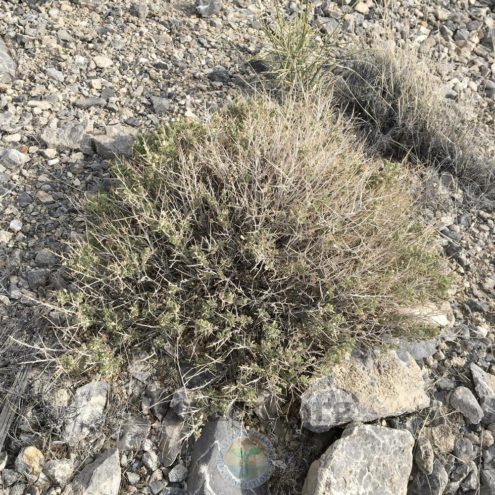 Photo of the entire plant of Shadscale (Atriplex confertifolia) posted ...