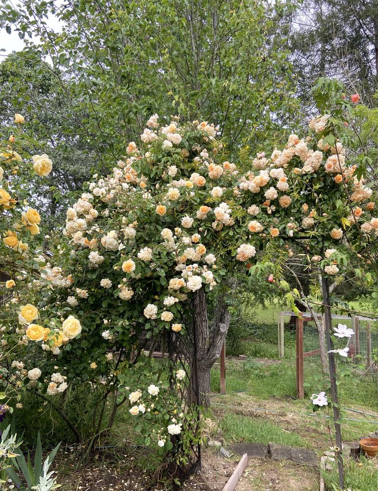 Photo of the entire plant of Hybrid Musk Rose (Rosa 'Buff Beauty ...