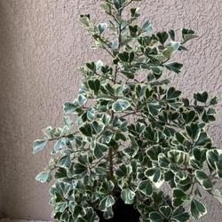 Triangle Fig (Ficus natalensis subsp. leprieurii 'Malay Gold') - Garden.org