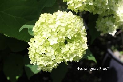 Silver Leaf Hydrangea (Hydrangea radiata 'Terry Greer') in the ...