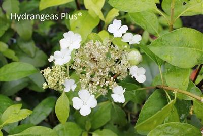 Photo of the bloom of Hydrangea (Hydrangea peruviana) posted by Joy ...