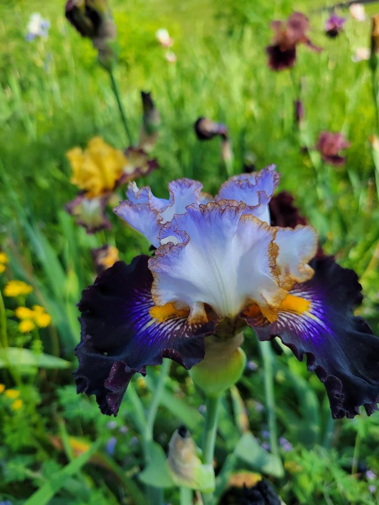 Photo of the bloom of Tall Bearded Iris (Iris 'Reckless Child') posted by KyDeltaD - Garden.org