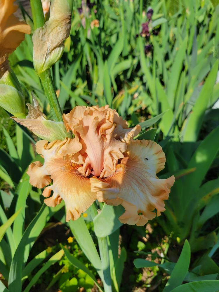 Photo of the bloom of Tall Bearded Iris (Iris 'Say the Word') posted by ...