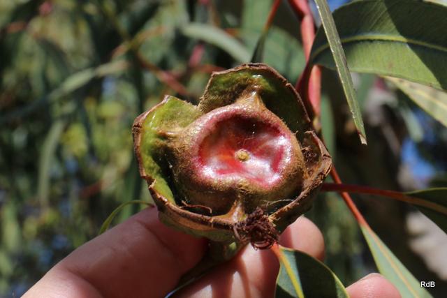 Photo of the fruit of Red Cap Gum (Eucalyptus erythrocorys) posted by ...
