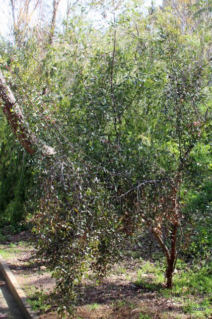 Photo of the entire plant of Red-Flowered Moort (Eucalyptus nutans ...