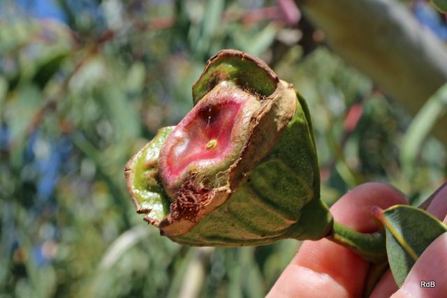 Photo of the fruit of Red Cap Gum (Eucalyptus erythrocorys) posted by ...
