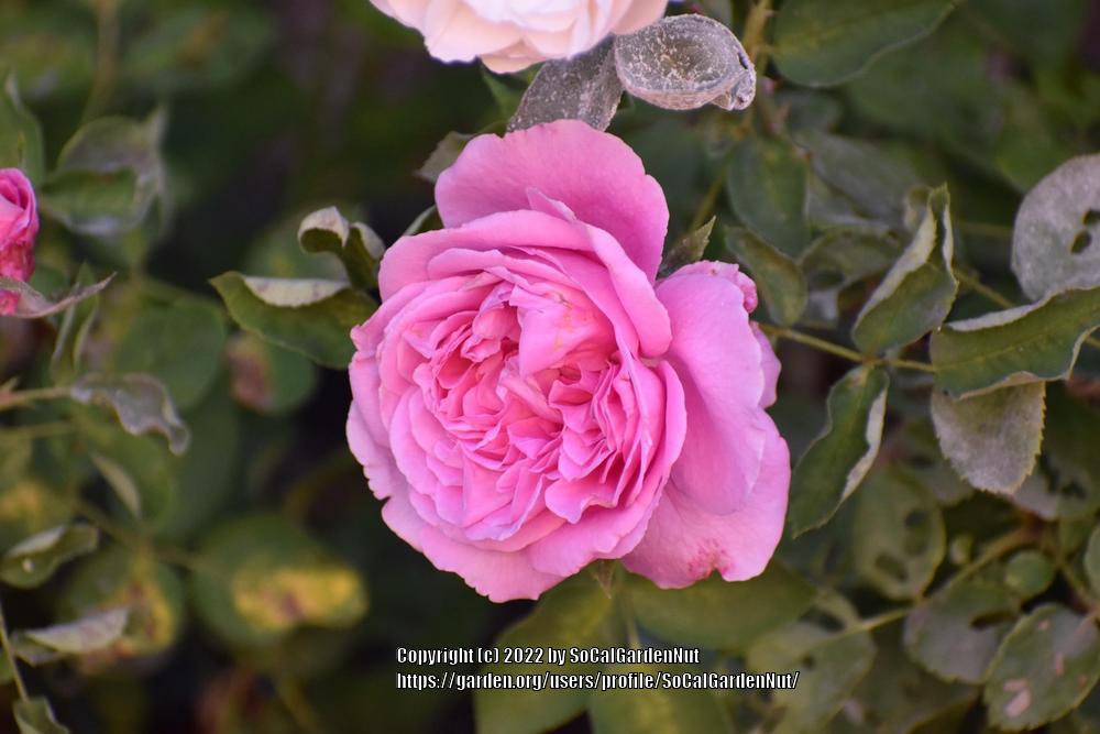 Photo of the bloom of Rose (Rosa 'Grande Dame') posted by ...