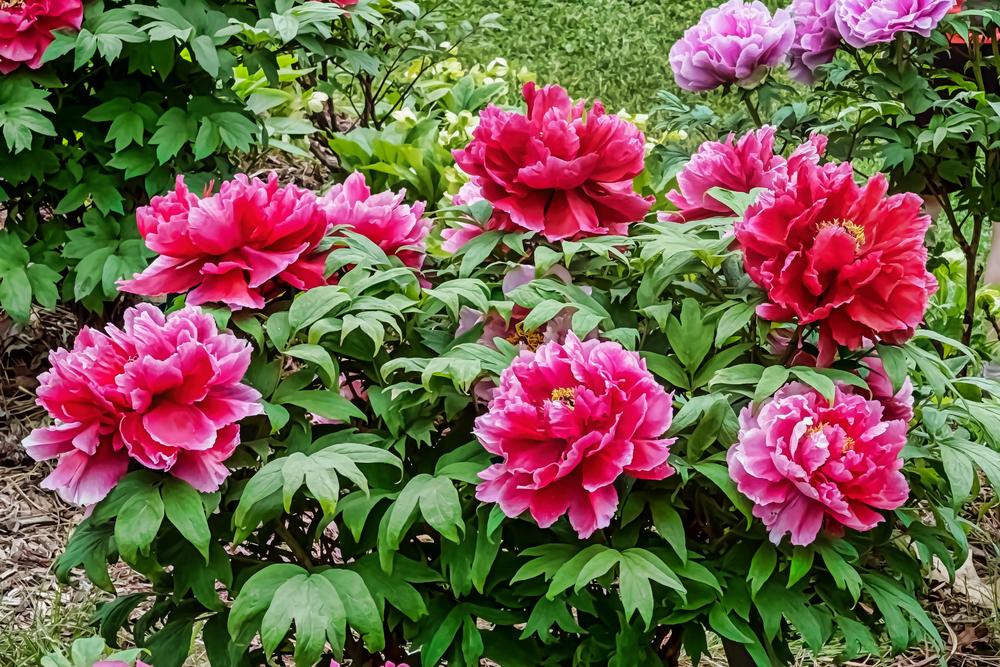 Photo of the entire plant of Japanese Tree Peony (Paeonia 'Asahi-Minato ...