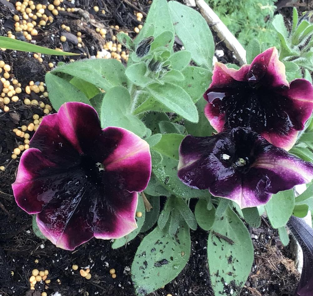 Photo of the bloom of Petunia Crazytunia® Blackberry Cheesecake posted ...