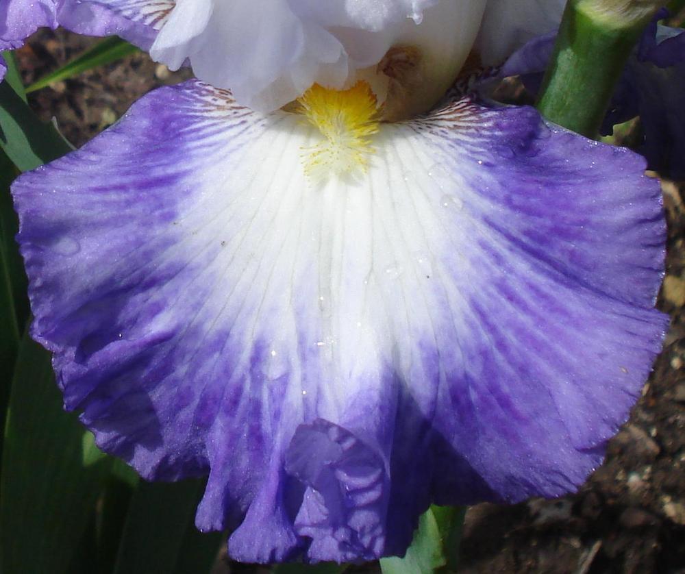 Photo of the bloom of Tall Bearded Iris (Iris 'Sky Ruler') posted by ...