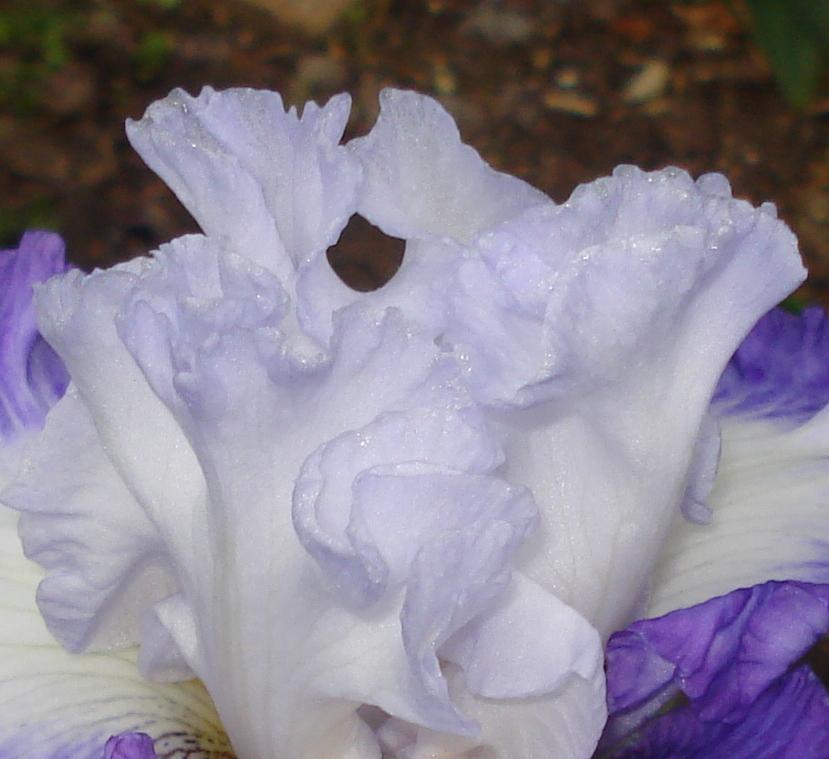 Photo of the bloom of Tall Bearded Iris (Iris 'Sky Ruler') posted by ...