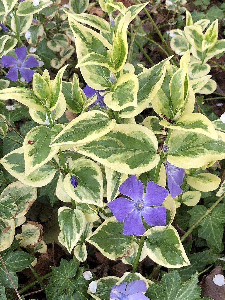 Photo of the leaves of Variegated Greater Periwinkle (Vinca major ...