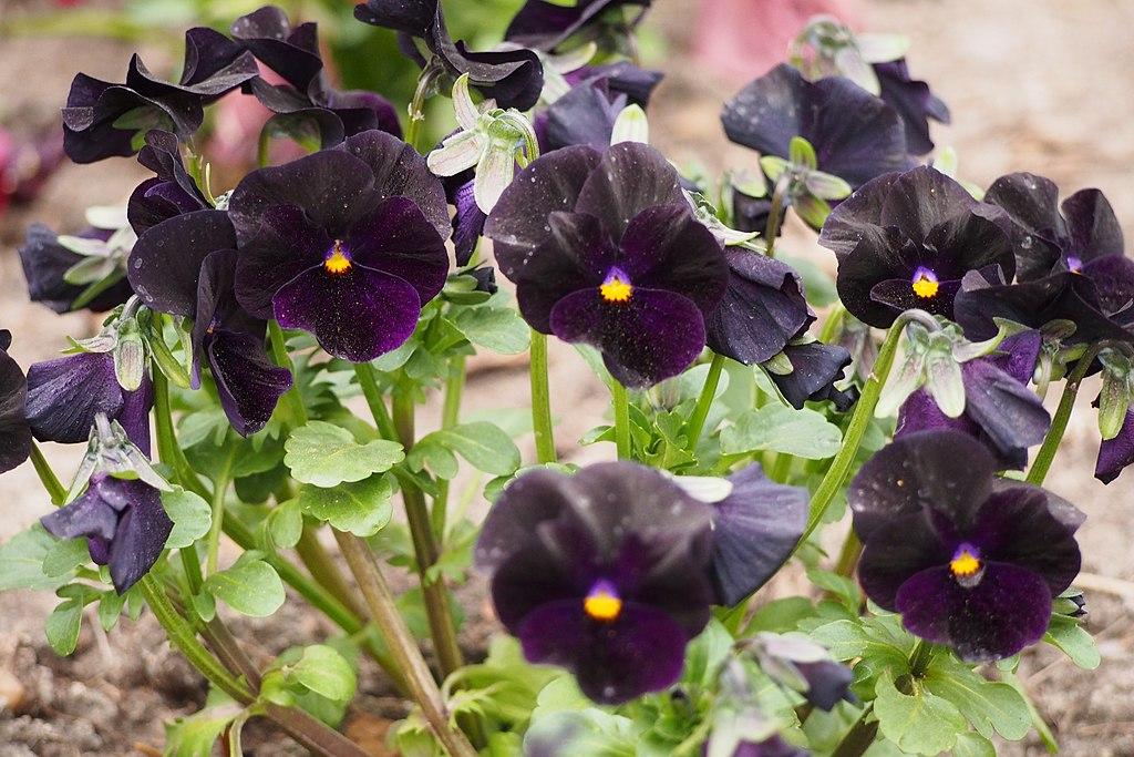 Photo of the bloom of Viola (Viola cornuta 'Twix Black') posted by ...