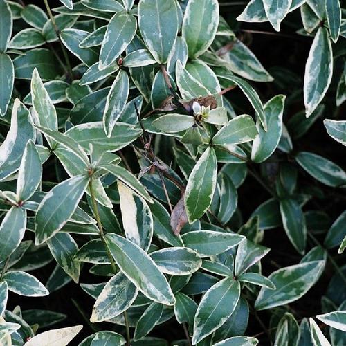 Variegated Common Periwinkle (Vinca minor 'Argenteo-variegata ...