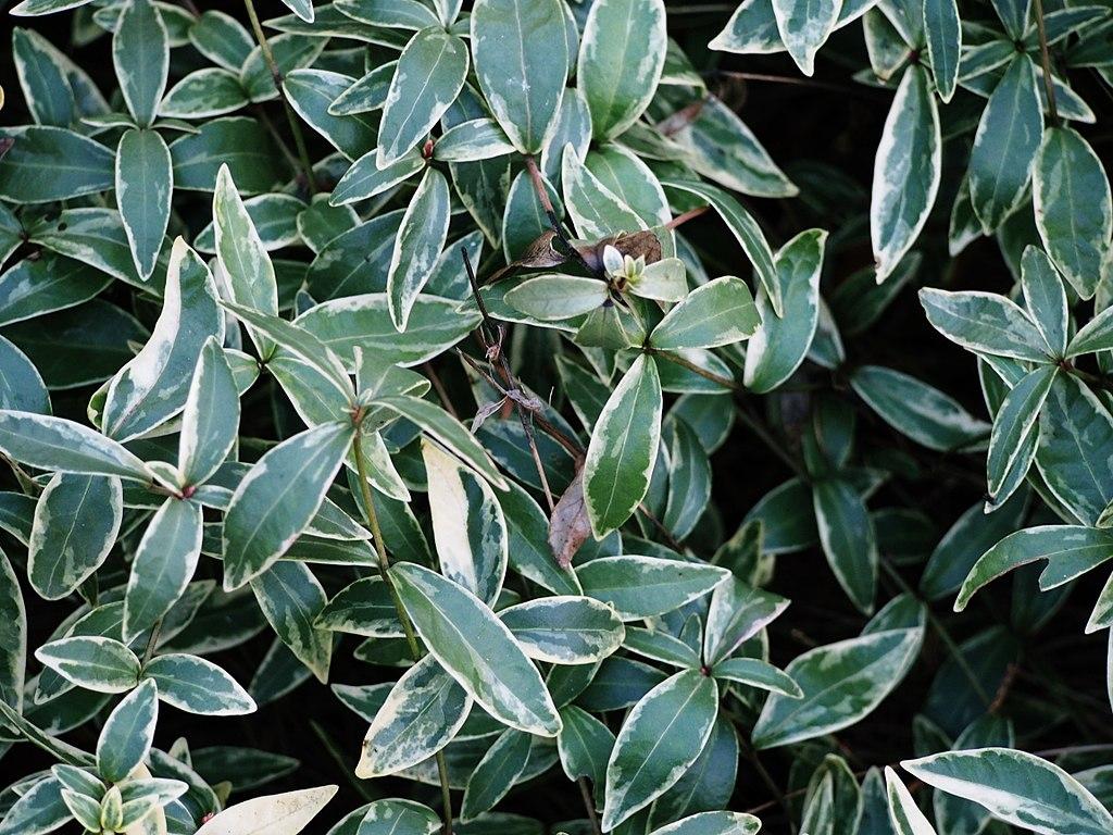 Variegated Common Periwinkle (Vinca minor 'Argenteo-variegata ...