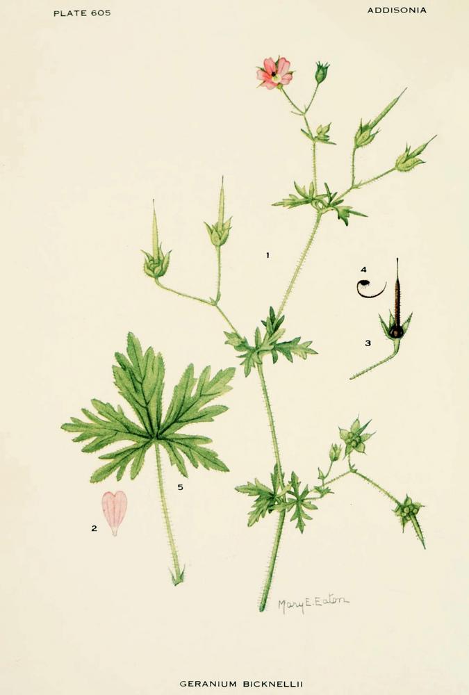 Bicknell Geranium (Geranium bicknellii) in the Geraniums Database ...