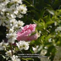 Photo of the entire plant of Japanese Tree Peony (Paeonia x ...