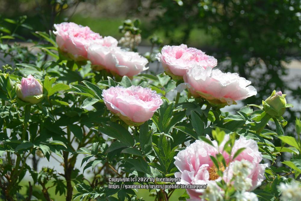 Japanese Tree Peony (Paeonia x suffruticosa 'Hanakisoi') in the Peonies ...