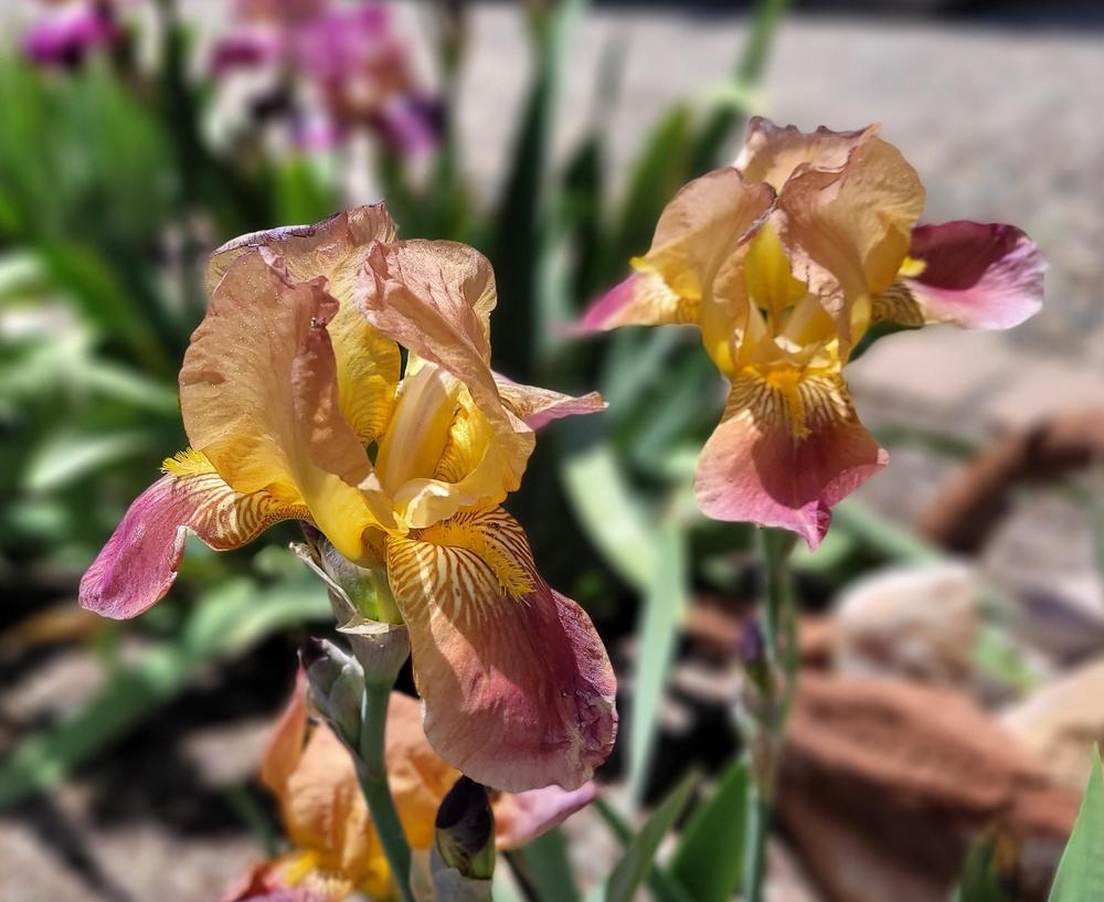Tall Bearded Iris (Iris 'Portland') in the Irises Database - Garden.org
