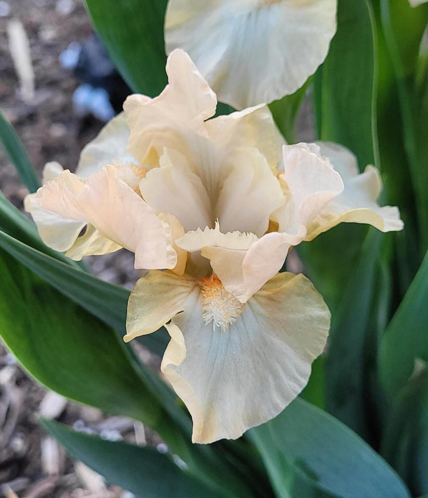 Photo of the bloom of Standard Dwarf Bearded Iris (Iris 'Naples Syrup ...