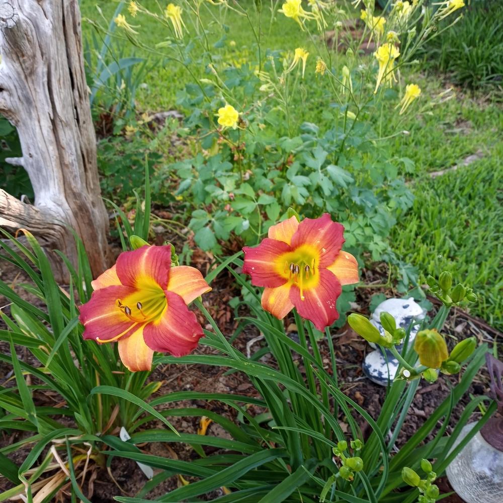 Photo of the entire plant of Daylily (Hemerocallis 'Painter Poet') posted by FAIRYROSE - Garden.org