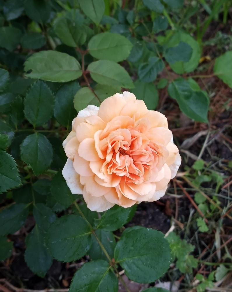 Photo of the bloom of Hybrid Musk Rose (Rosa 'Buff Beauty') posted by ...