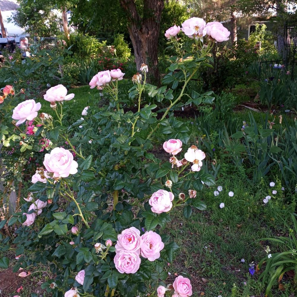 Photo of the entire plant of Rose (Rosa 'Scepter'd Isle') posted by ...