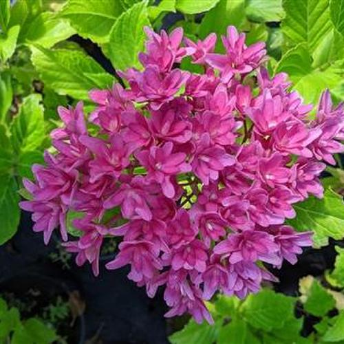 Hydrangea (Hydrangea macrophylla Princess Diana) in the Hydrangeas ...
