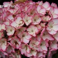 Photo of the bloom of Hydrangea (Hydrangea macrophylla Dutch Ladies ...