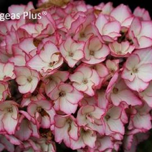 Hydrangea (Hydrangea macrophylla Dutch Ladies™ Sabrina) in the ...