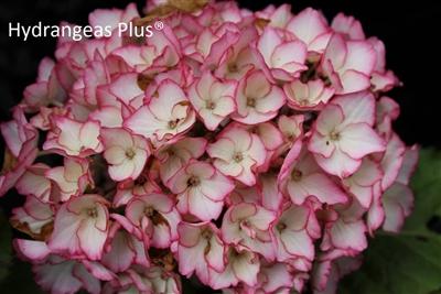 Photo of the bloom of Hydrangea (Hydrangea macrophylla Dutch Ladies ...