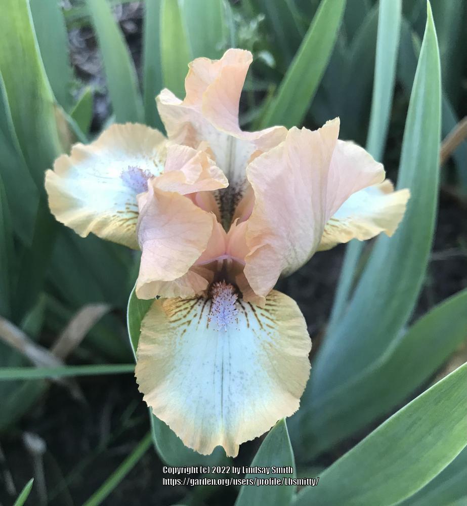 Photo of the bloom of Iris 'Cute or What' posted by Lbsmitty - Garden.org