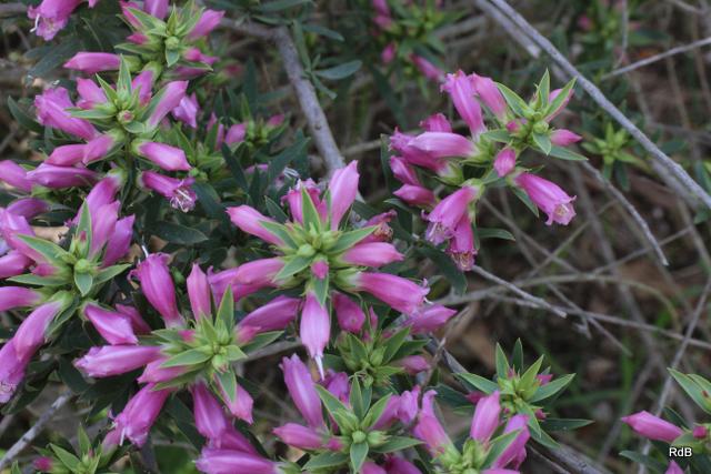 Common Emu Bush (Eremophila laanii) - Garden.org