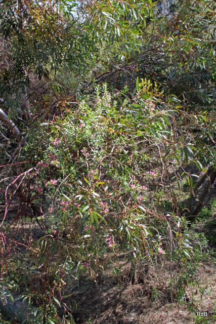 Photo of the entire plant of Common Emu Bush (Eremophila laanii) posted ...