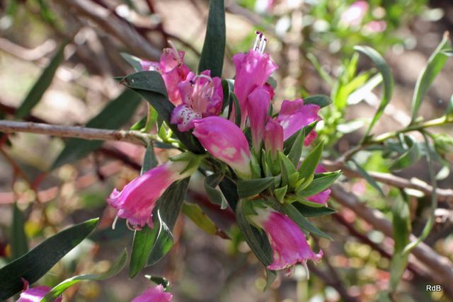 Photo of the bloom of Common Emu Bush (Eremophila laanii) posted by ...