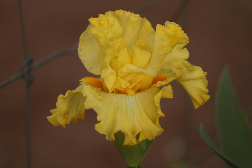Border Bearded Iris (Iris 'Smiling Bright') in the Irises Database ...