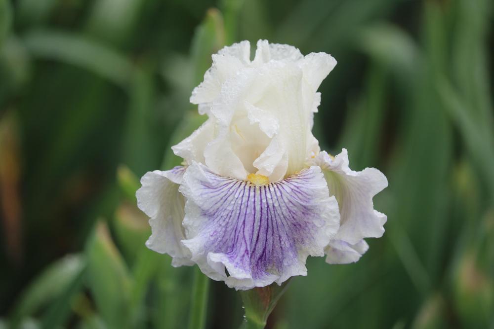 Tall Bearded Iris (Iris 'Go Loco') in the Irises Database - Garden.org