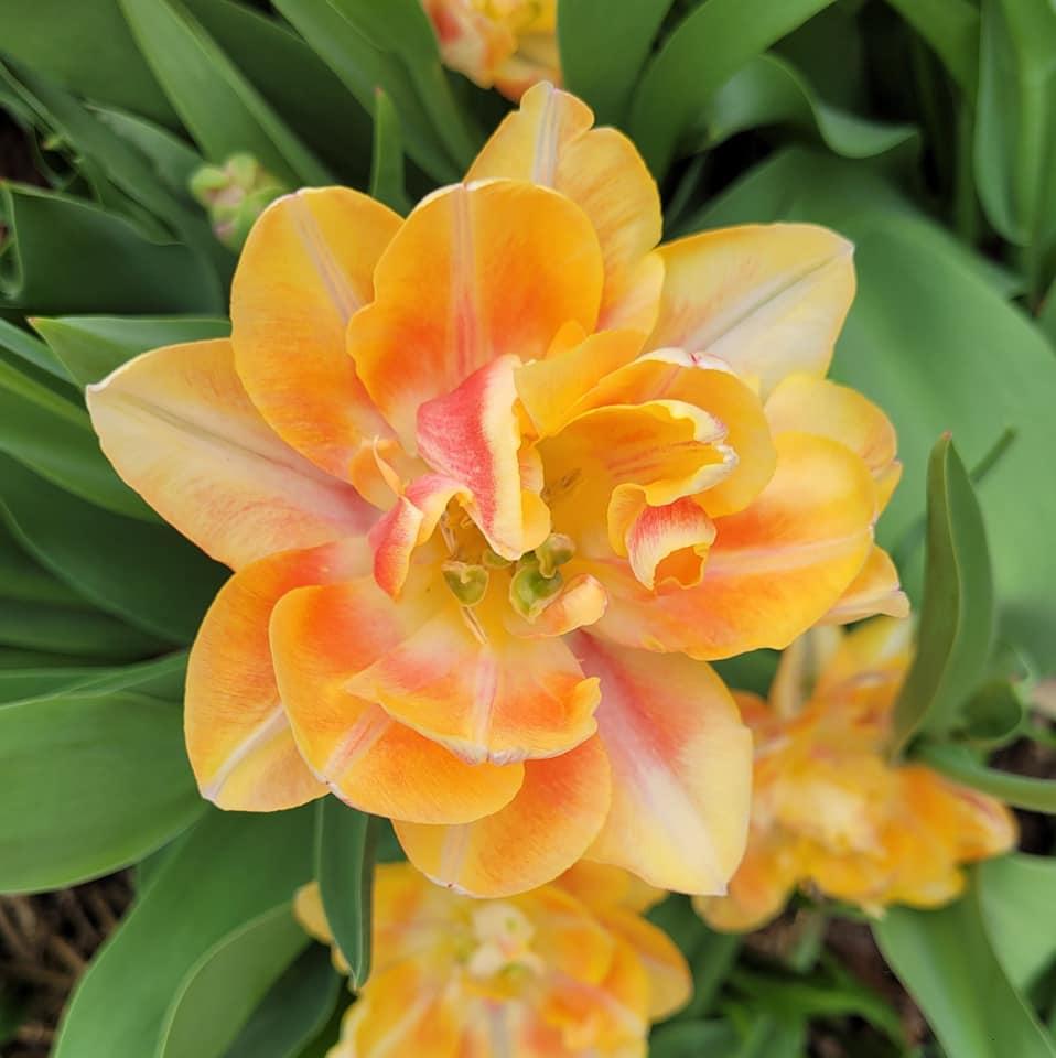 Tulip (Tulipa 'Foxy Foxtrot') in the Tulips Database - Garden.org