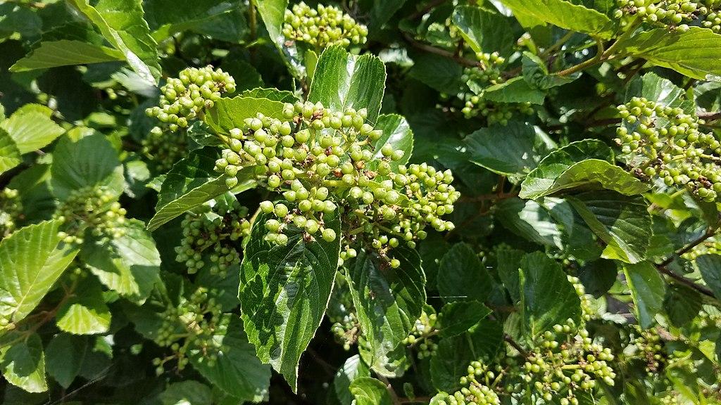 Photo of the fruit of Arrowwood Viburnum (Viburnum dentatum Autumn Jazz ...