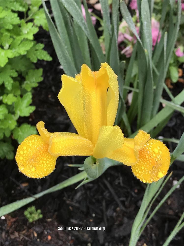 Dutch Iris (Iris x hollandica 'Yellow Queen') in the Irises Database ...