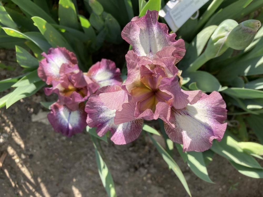 Photo of the bloom of Intermediate Bearded Iris (Iris 'Berry-Go-Round ...