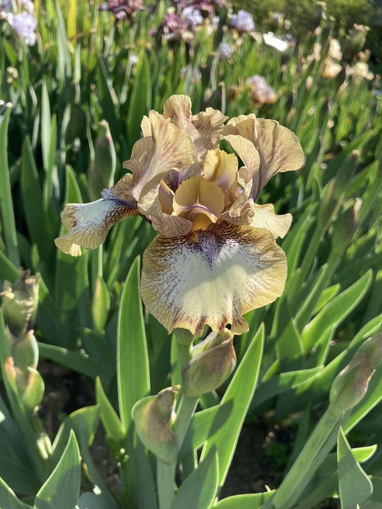 Intermediate Bearded Iris (Iris 'Persian Wood') in the Irises Database ...