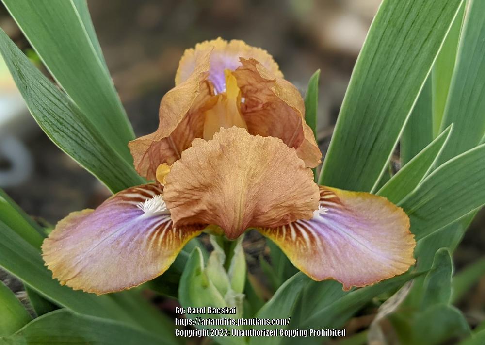 Photo of the bloom of Miniature Dwarf Bearded Iris (Iris 'Wee Harry ...
