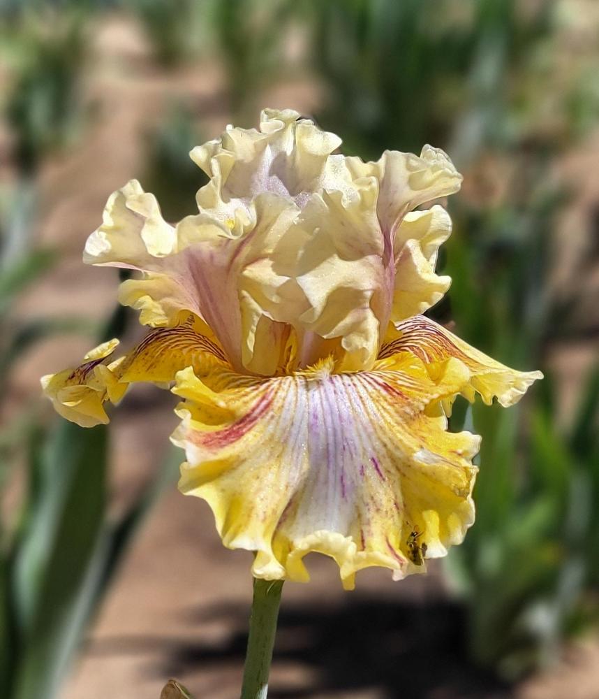 Photo of the bloom of Tall Bearded Iris (Iris 'Zip Zing Zowie') posted by Bitoftrouble - Garden.org