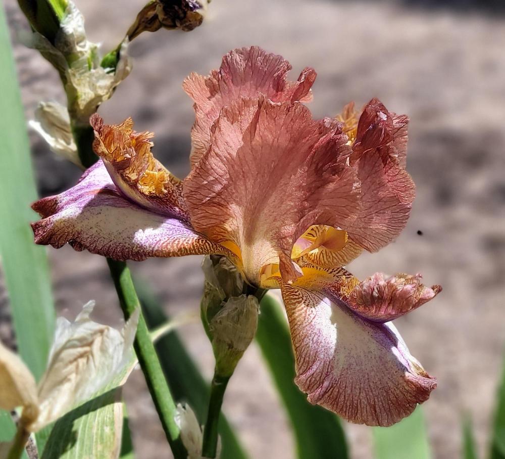 Photo of the bloom of Tall Bearded Iris (Iris 'Super Frill') posted by ...
