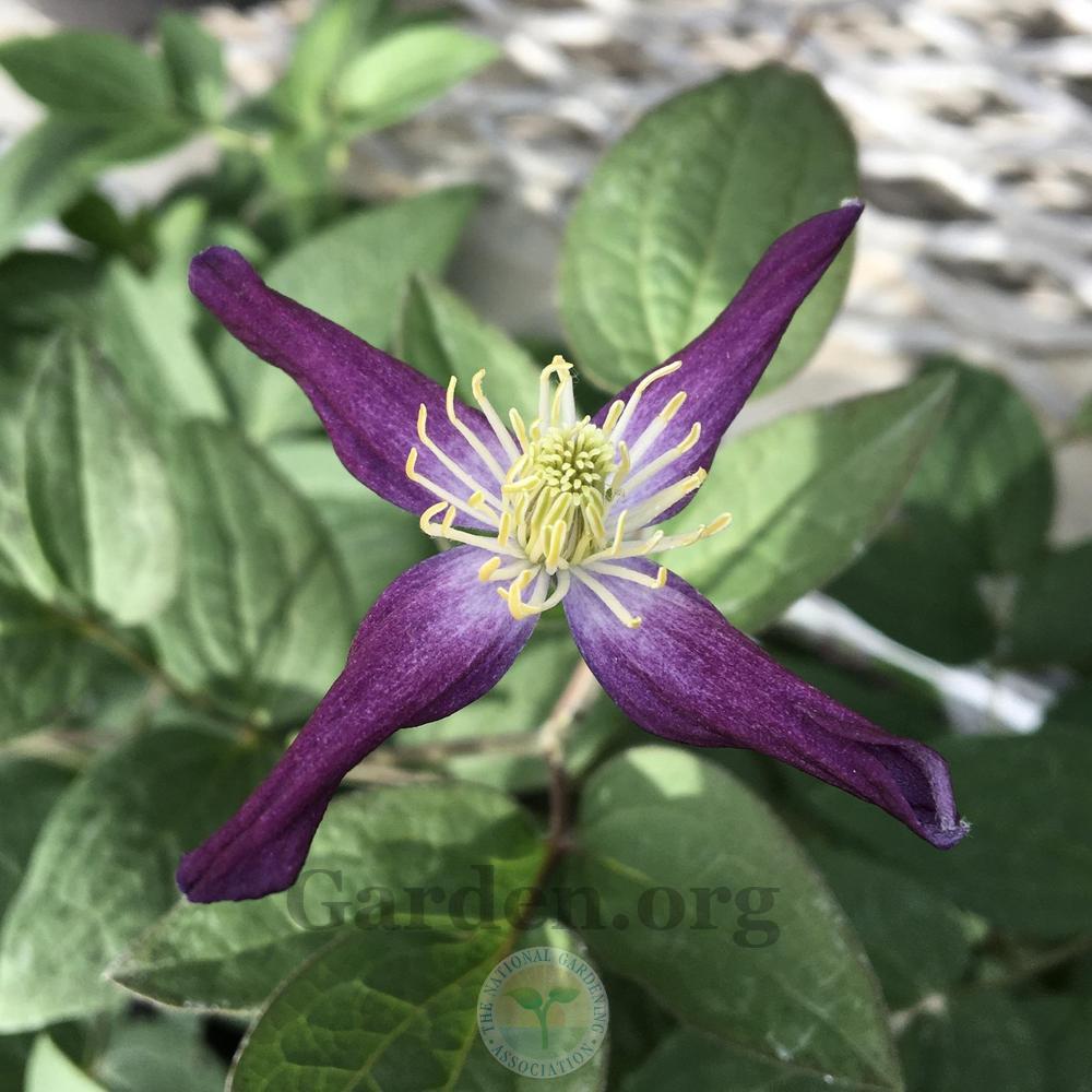 Photo of the bloom of Bush Clematis (Clematis 'Violet Stardust') posted ...