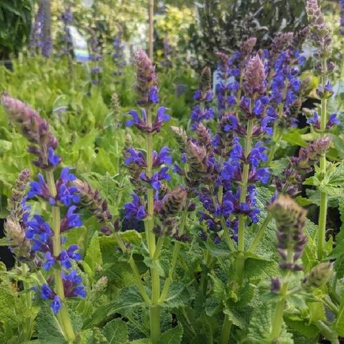 Meadow Sage (Salvia Sallyrosa™ April Night) in the Salvias Database ...