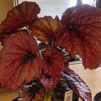Rex Begonia (Begonia T Rex™ Ruby Slippers) in the Begonias Database ...