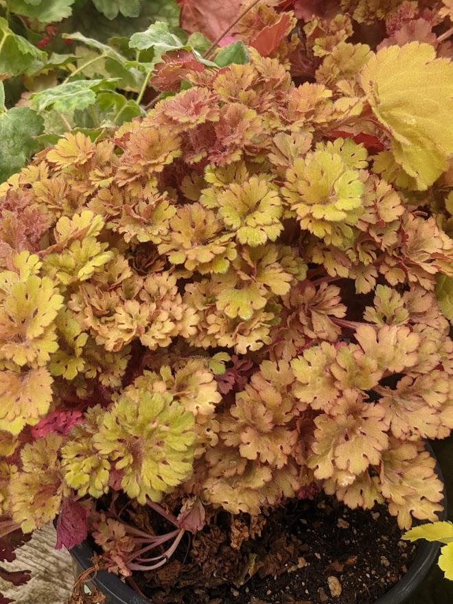 Photo of the entire plant of Coral Bells (Heuchera 'Frilly') posted by ...