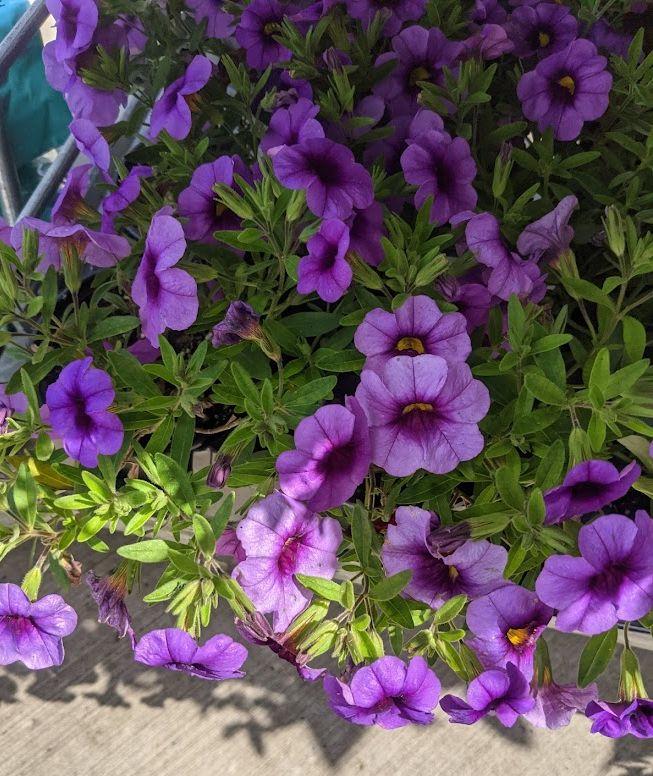 Photo of the entire plant of Million Bells (Calibrachoa Aloha® Kona ...